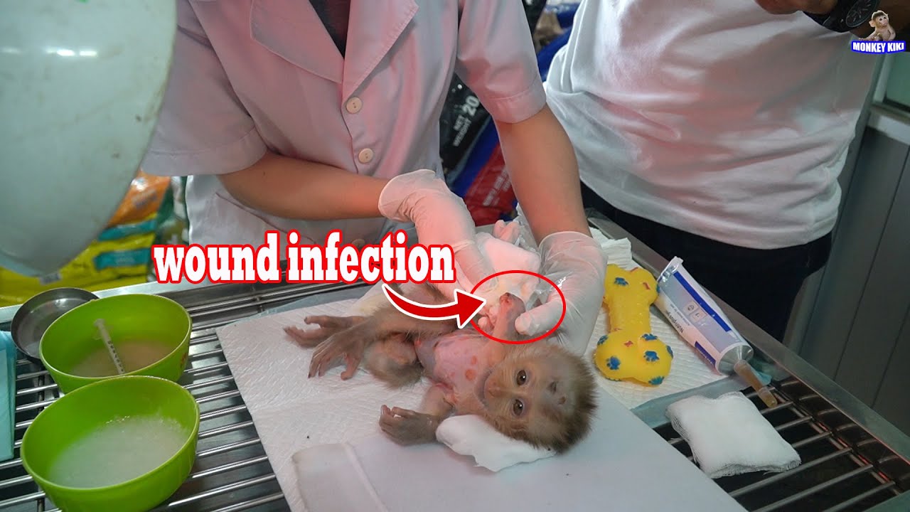 Baby monkeys wound infection after surgery due to color infection ...