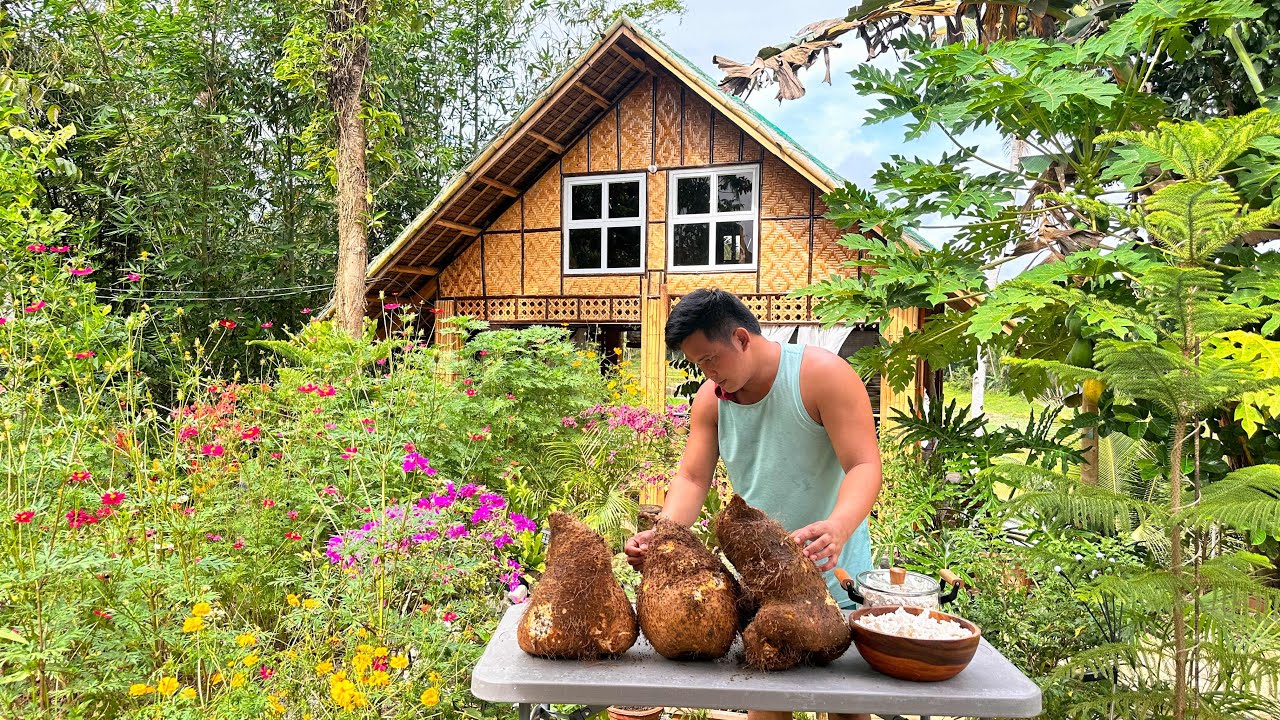 The process of turning poisonous root crop as alternative to rice ...