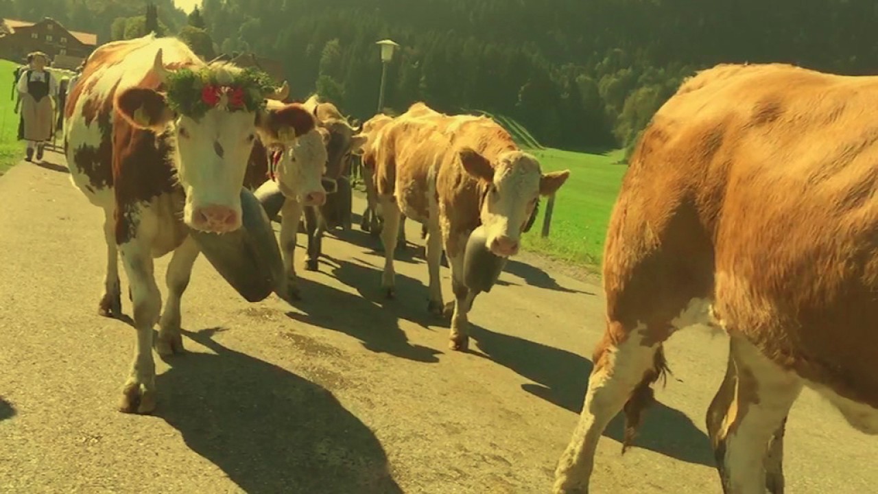 Slow Cows VIEHSCHEID - YouTube