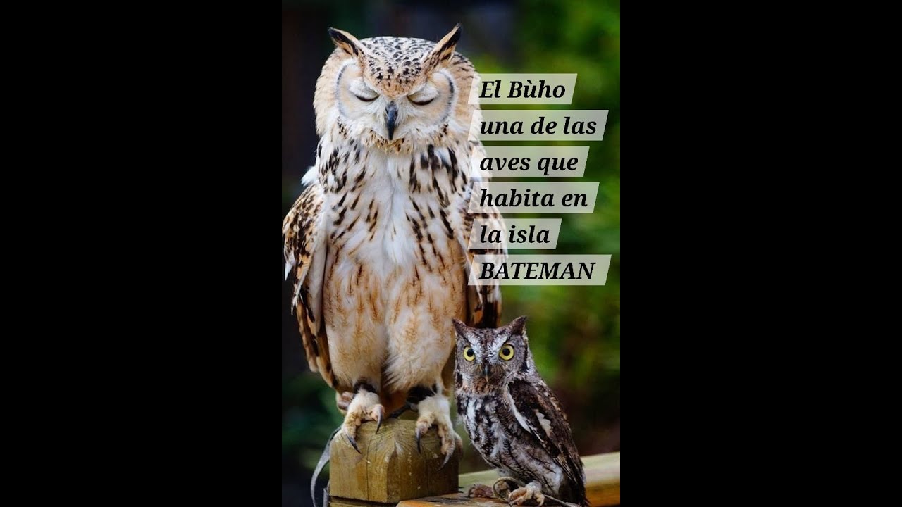 explorando en la isla encontramos nido de búho - YouTube