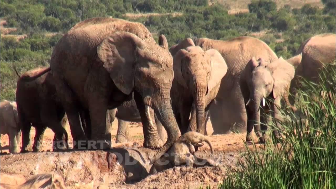 Baby Elephant Screams for Help - YouTube