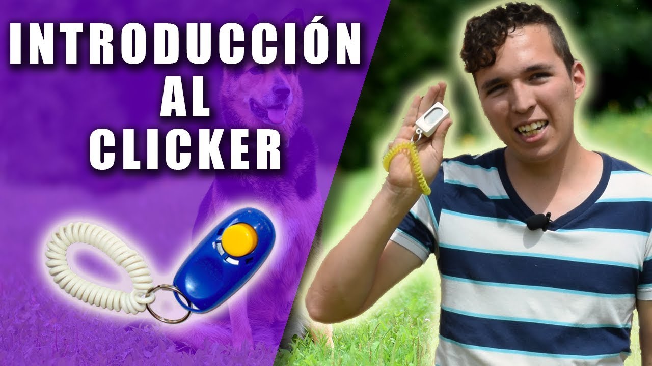 El Clicker, Historia, Cómo Cargarlo y Primer Ejercicio - Click y Premio ...