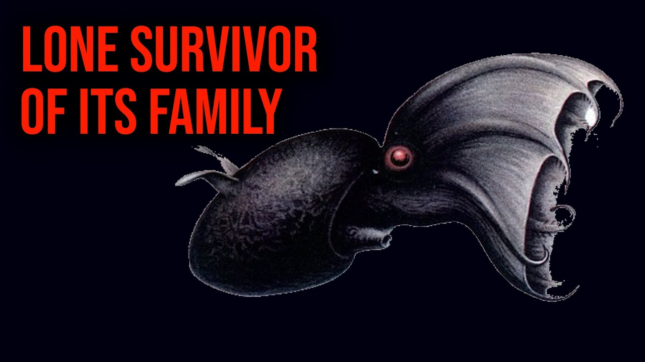 What Exactly is: Vampire Squid | Insight on Their Fossil Records and ...