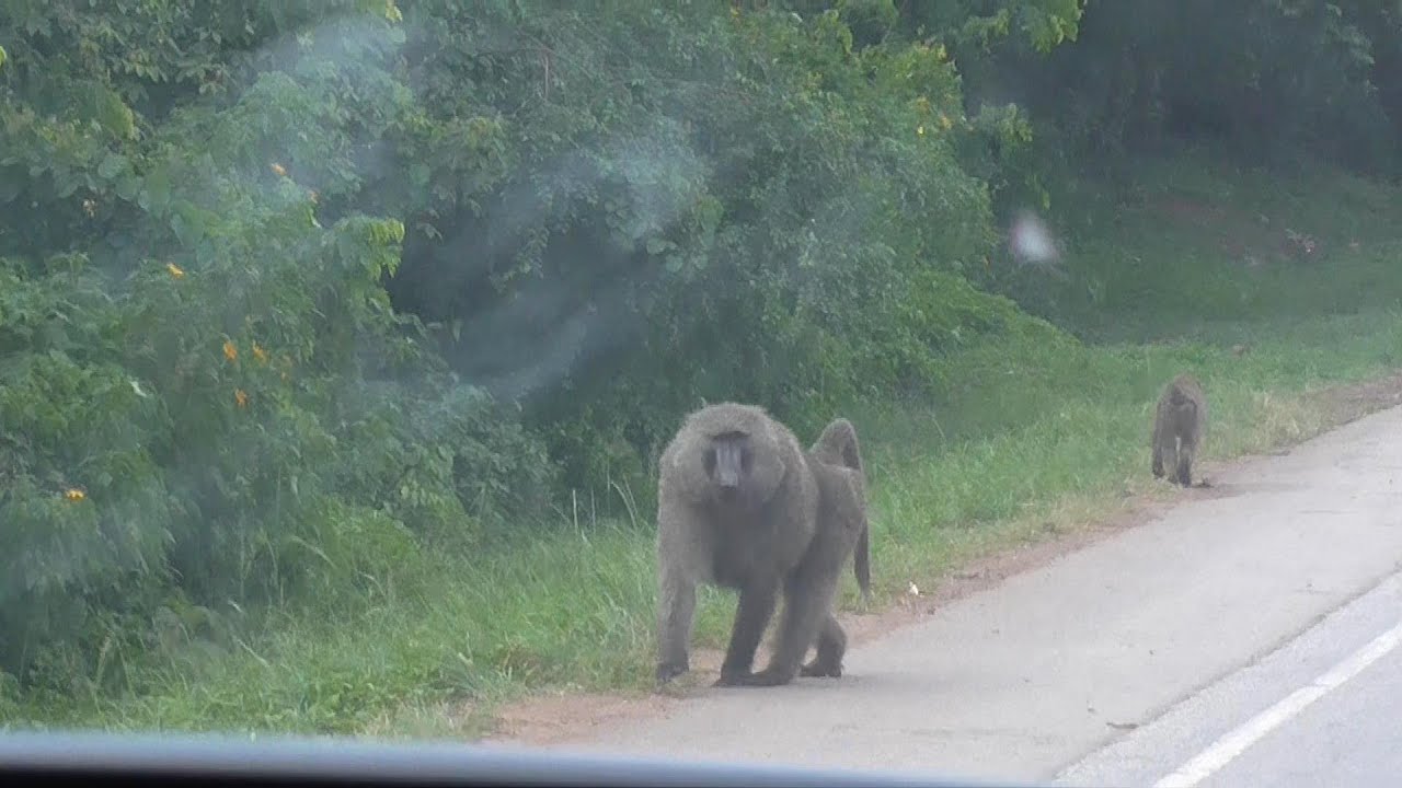 Baboons - Busitema Forest - YouTube