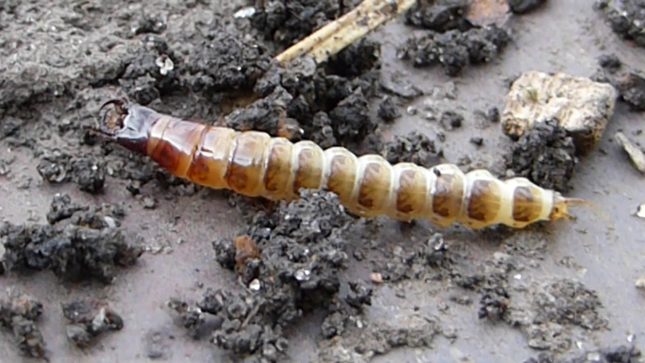 Ground Beetle Larvae