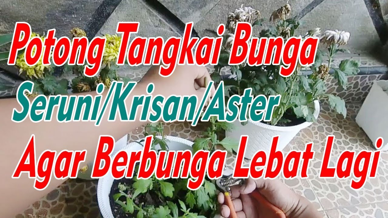 Memotong Batang Bunga Krisan yang Layu Agar Berbunga Kembali - YouTube