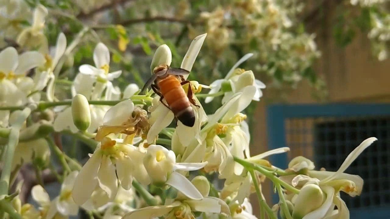 honey bee pollination Beautiful HD video - YouTube