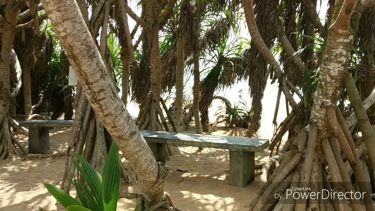 Sea Turtle Farm in Galle Road Sri Lanka - YouTube