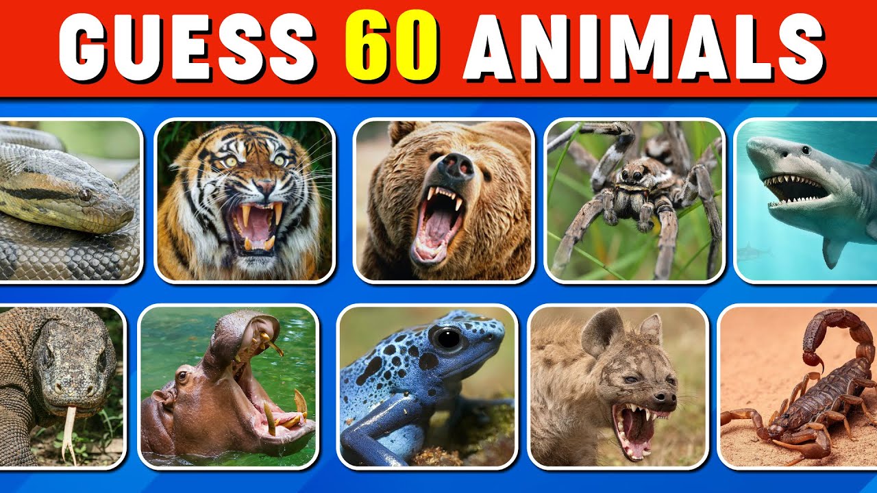🐯Guess 60 Dangerous Animals in 3 seconds🐍🦈 | EASY to IMPOSSIBLE - YouTube