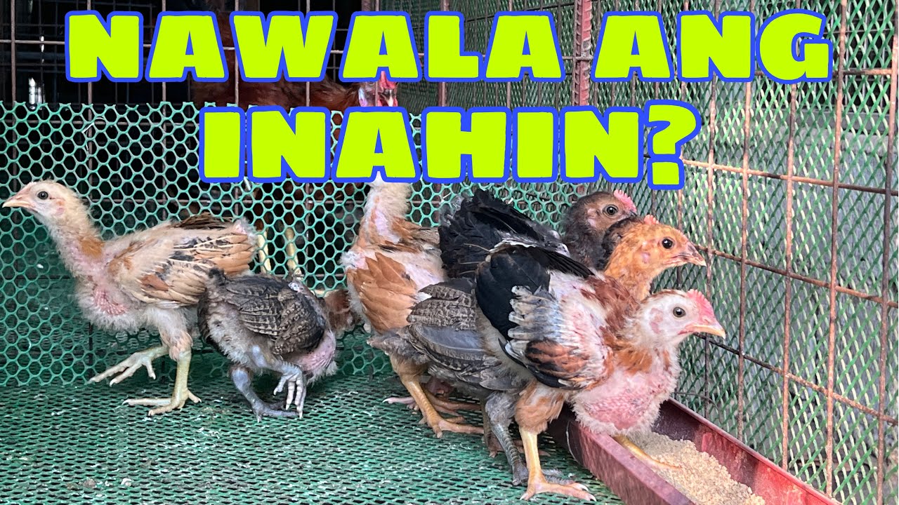 ILANG ARAW BAGO IHIWALAY ANG MGA SISIW SA INAHIN?CHICKEN FARMING - YouTube