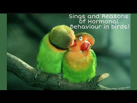 Hormonal Parrot.Why do parrots Vomit? Why do parrots try to feed their ...