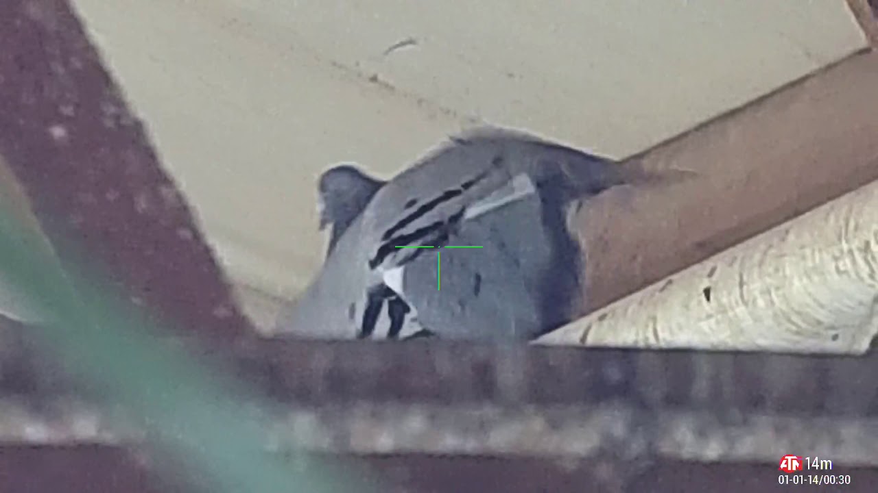 A Shed Load of Pigeons - YouTube