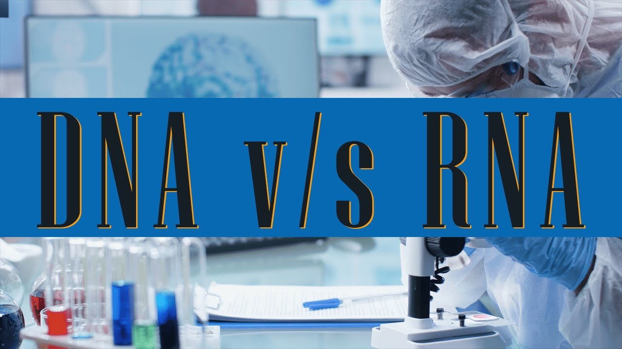 dna and rna | all about dna and rna | - YouTube