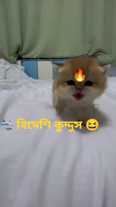 🛬 বিদেশি কুদ্দুস 😆|| #funny #shorts #comedy #cat - YouTube