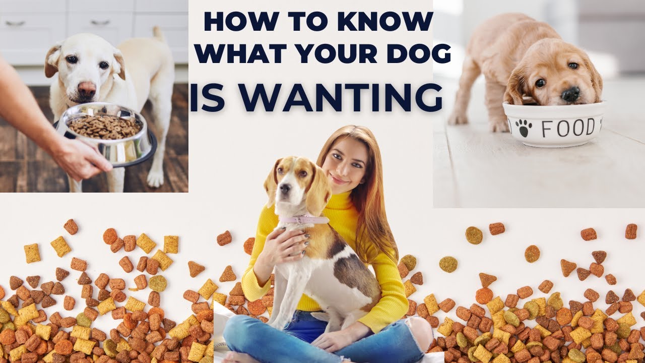 Choosing the Perfect Dog Food: A Comprehensive Guide||veterinary ...