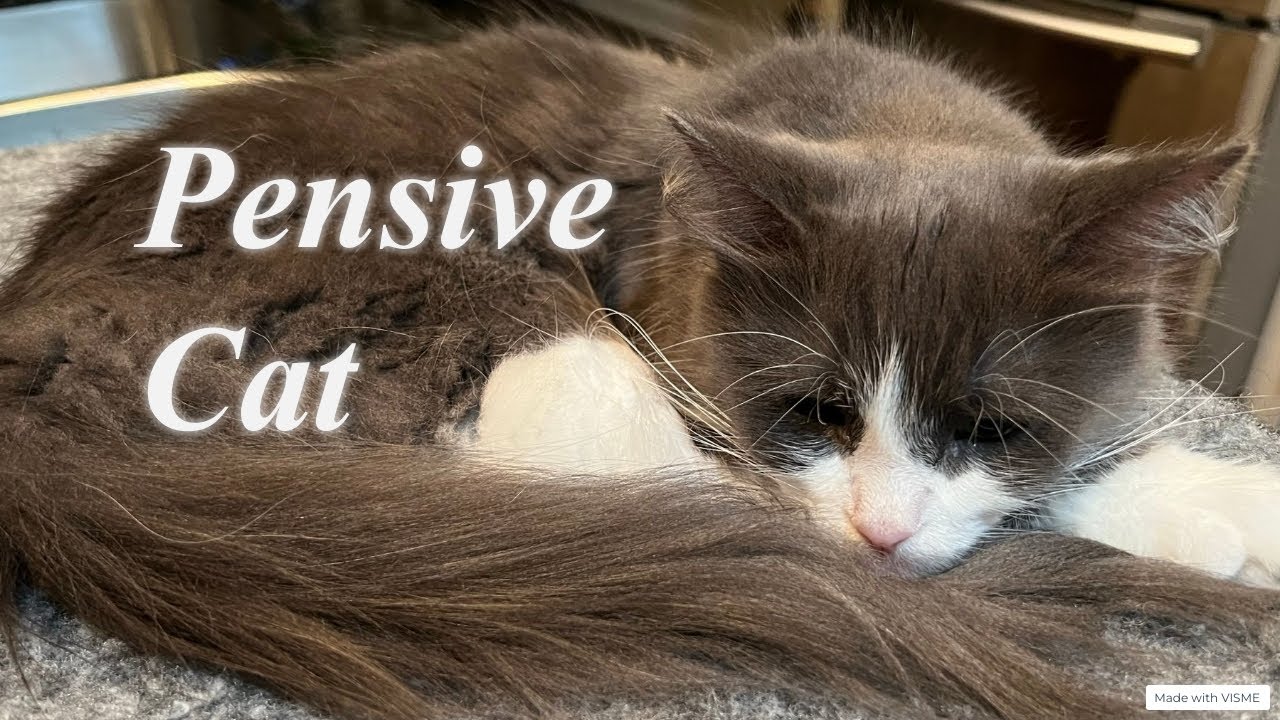 Pensive Cat - YouTube