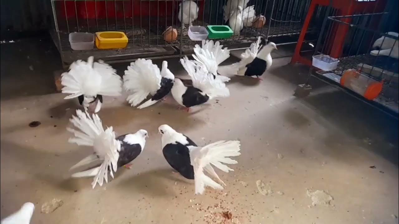 Most popular English saddel back fantail pigeon collection l Unique saddle back fantail video ...