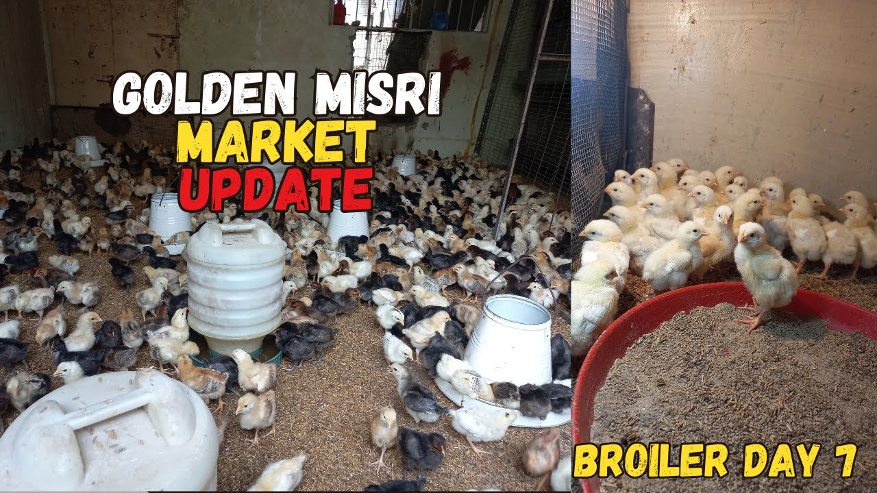 Golden Misri Market update in Winter 🐥 ️ 🐣 | Broiler Chicks bhi brey ...
