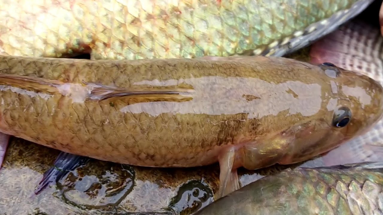 pinaka madalang na mahuli ngayon sa laguna lake, , BIYA.. - YouTube