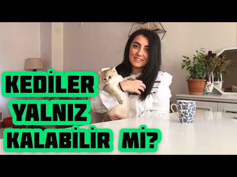 Kediler Kaç Gün Yalnız Kalabilir? Kedimi Evde Yalnız Bırakırken Neler Yapmalıyım?