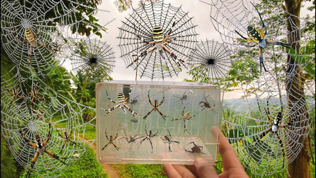 Hunting Top 7 Spider Web Designs You’ve Never Seen Before - YouTube