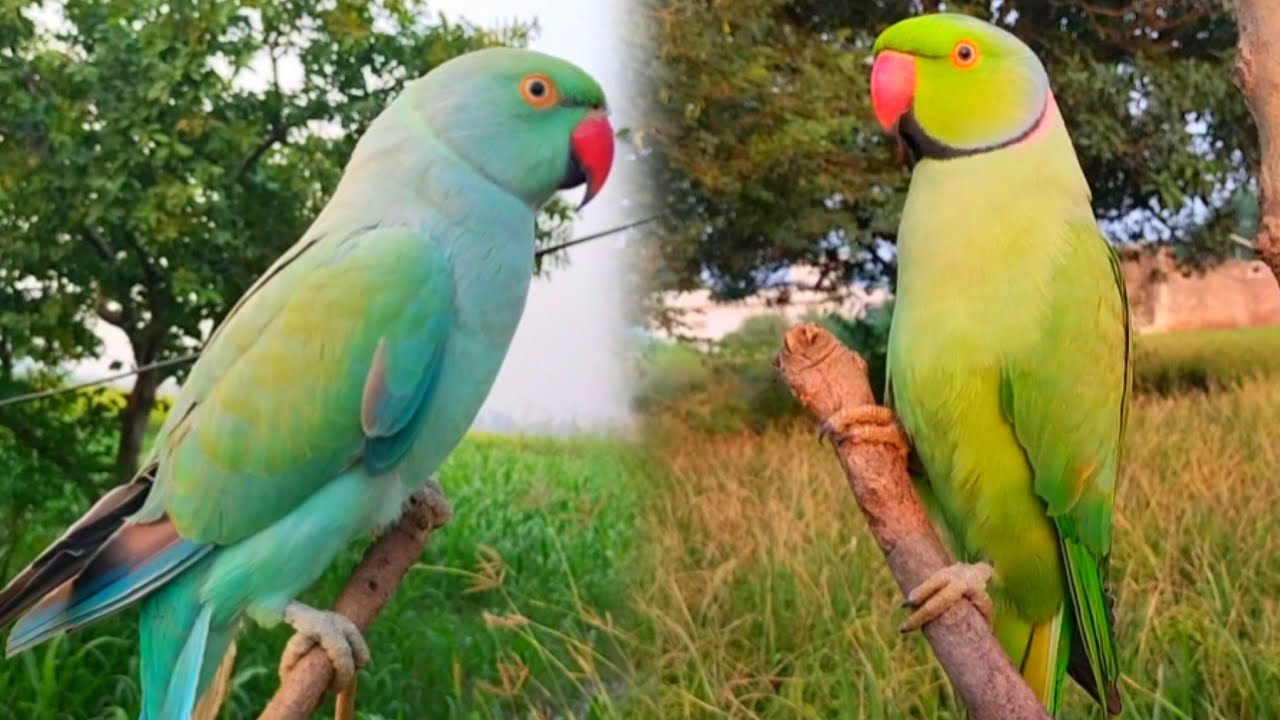 kiwi parrot parakeet parrots ki awaz Mithu ki awaz Indian ringneck ...