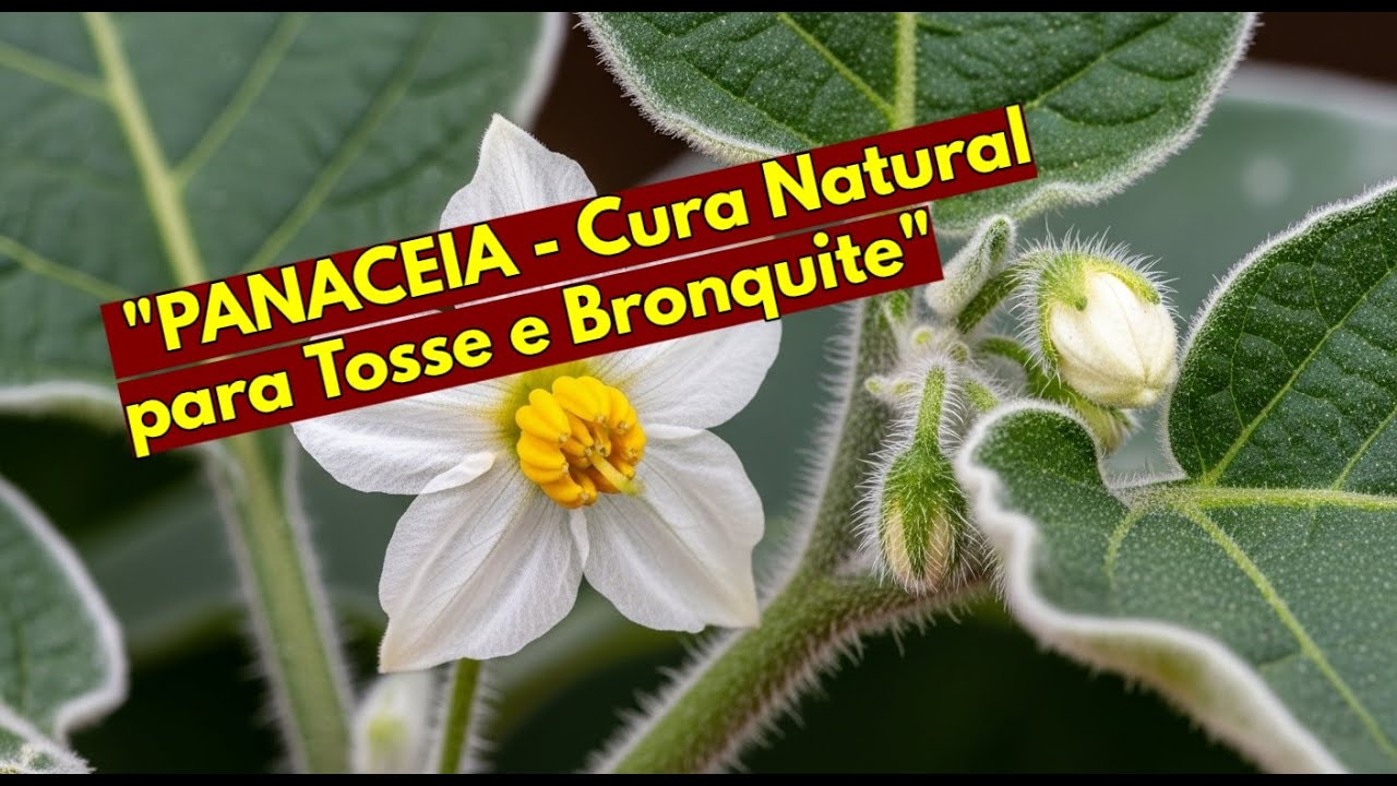 💊 Panaceia: A Planta Medicinal que a Natureza Escondeu! - YouTube