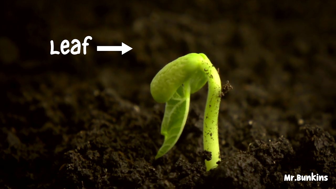Plant Growth Song | Seed, leaf, Tree! | Lifecycle of Plant | Upbeat and ...
