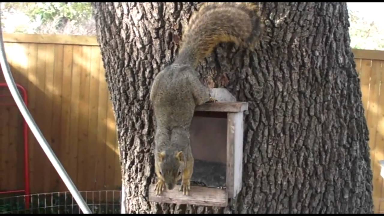 Touching squirrel tail - YouTube
