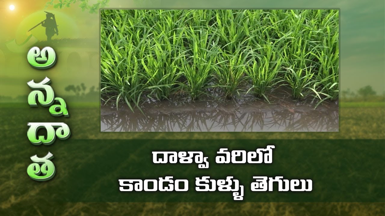Stem Rot in Paddy | of West Godavari District - YouTube