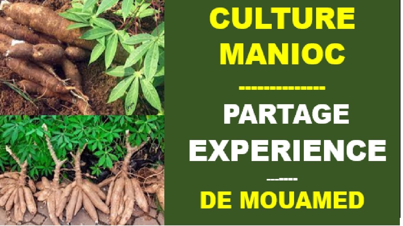 Culture de Manioc au Congo: Mouamed partage son Expérience - YouTube