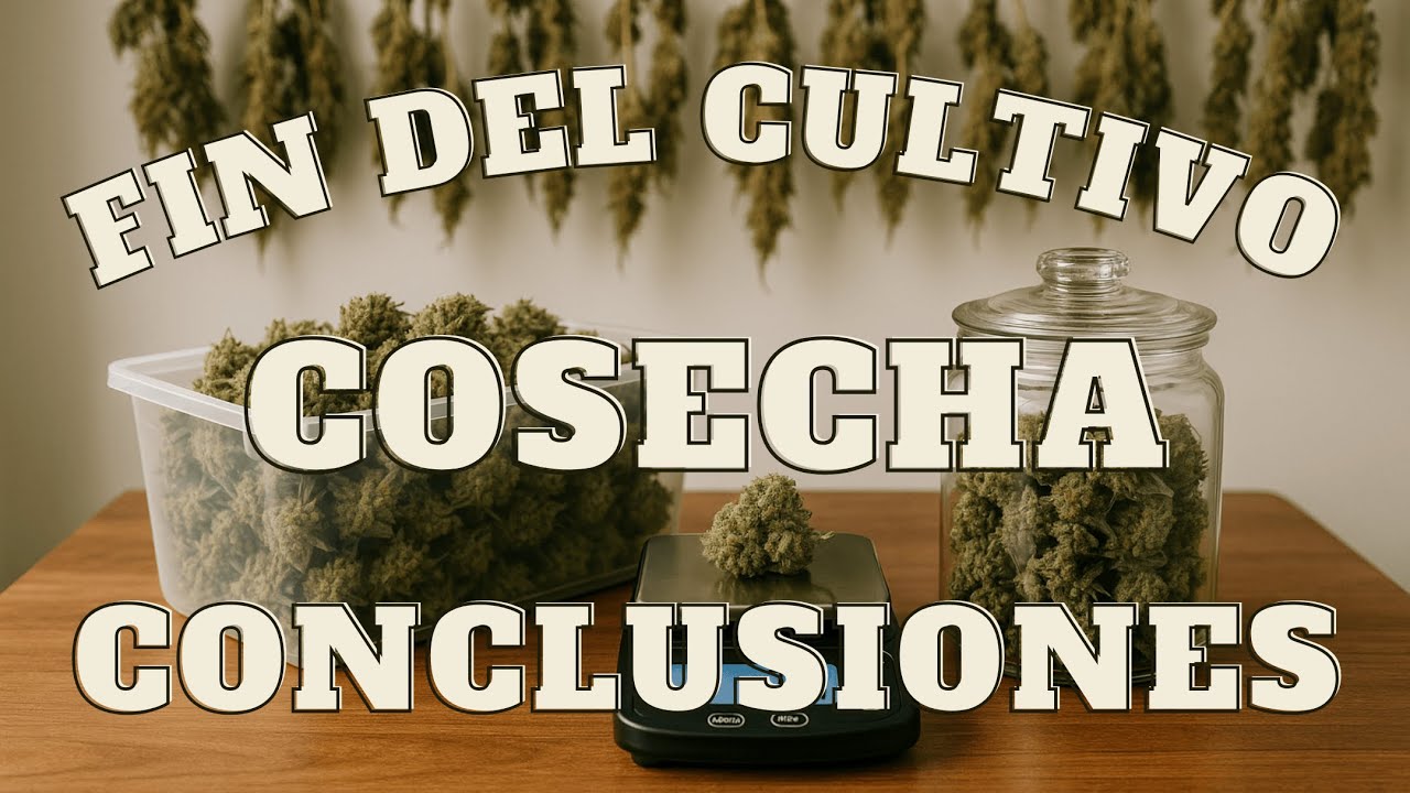 ️ FIN DEL CULTIVO, COSECHA Y CONCLUSIONES FINALES DE LAS TRIPLOIDES ️ ...
