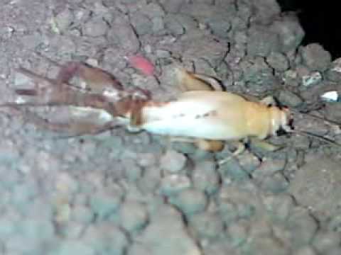 CRICKET SHEDS OFF ITS SKIN - YouTube