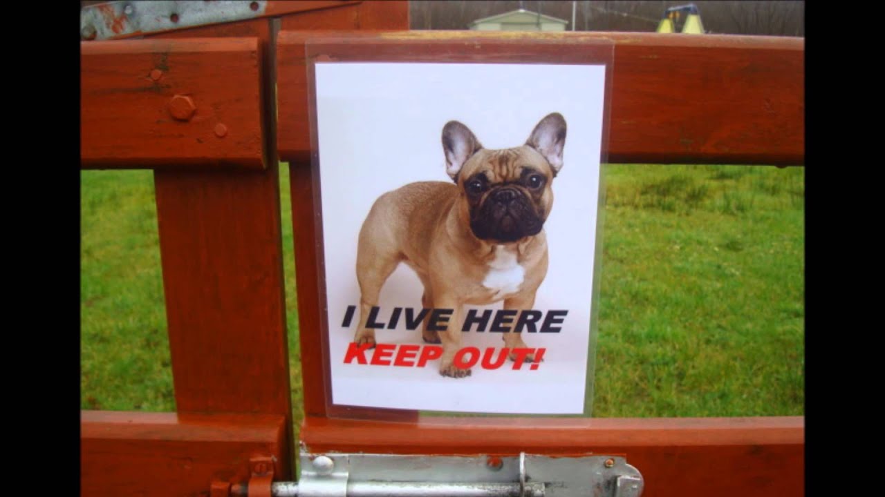 Warning Beware of dog sign, Dog keep out signs,dog warning sign - YouTube