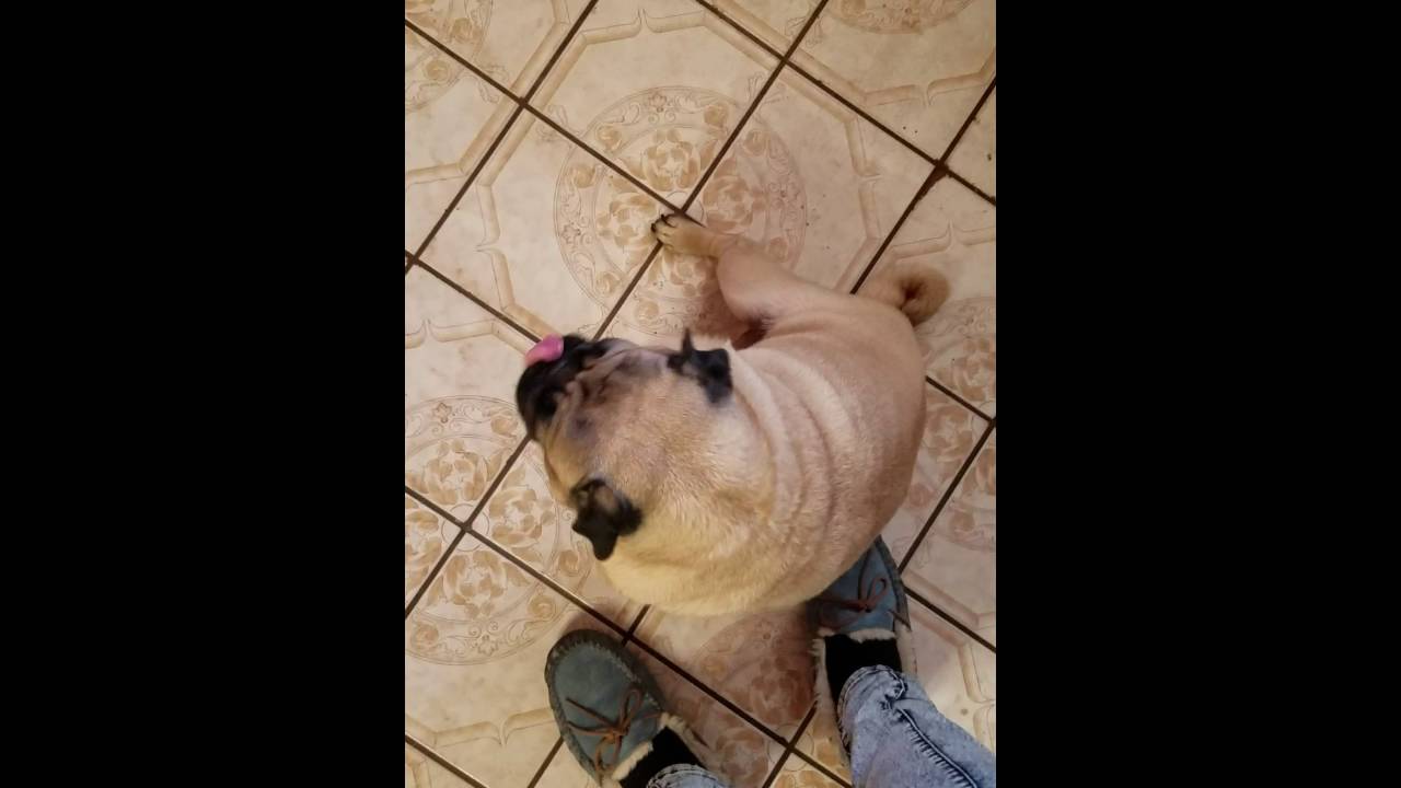 Cute pug getting scolded - YouTube