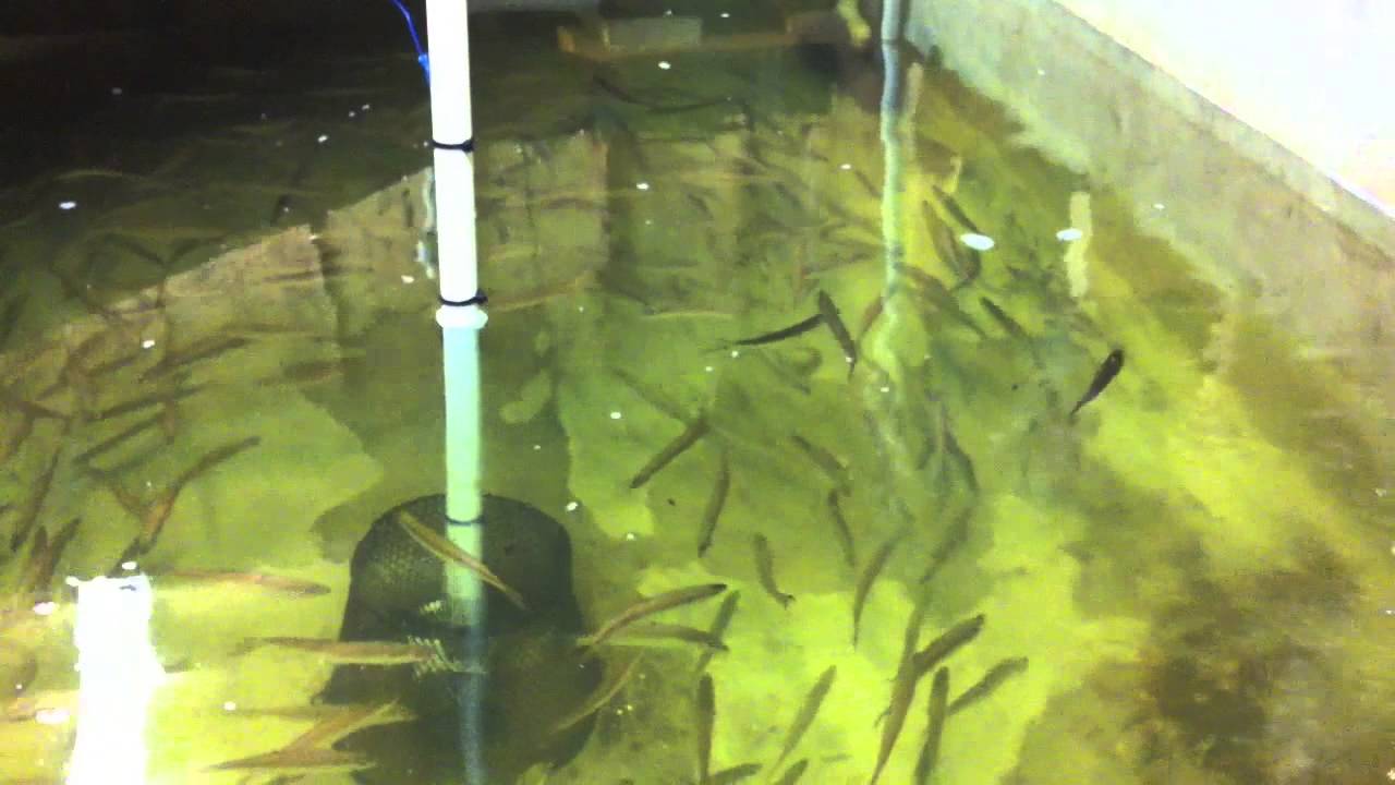 Blueback Herring in Concrete Tank - YouTube