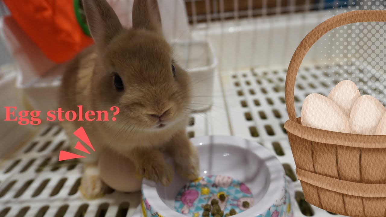 Rabbit steal the egg? - YouTube