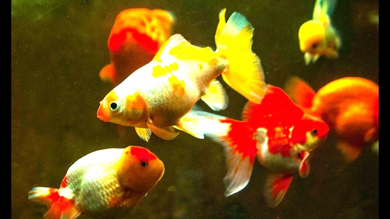 Betta and goldfish outdoor tank - YouTube