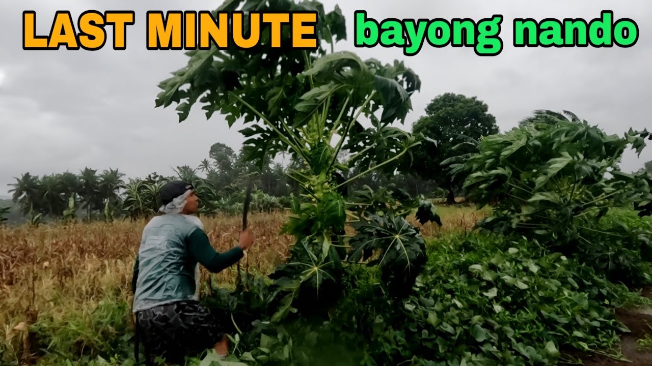 Last minute sa bukid - YouTube