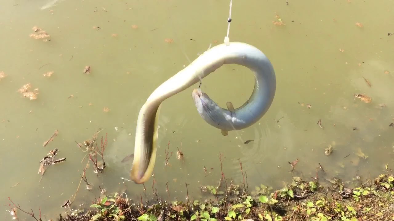 Say Hello To Mr Eel - YouTube