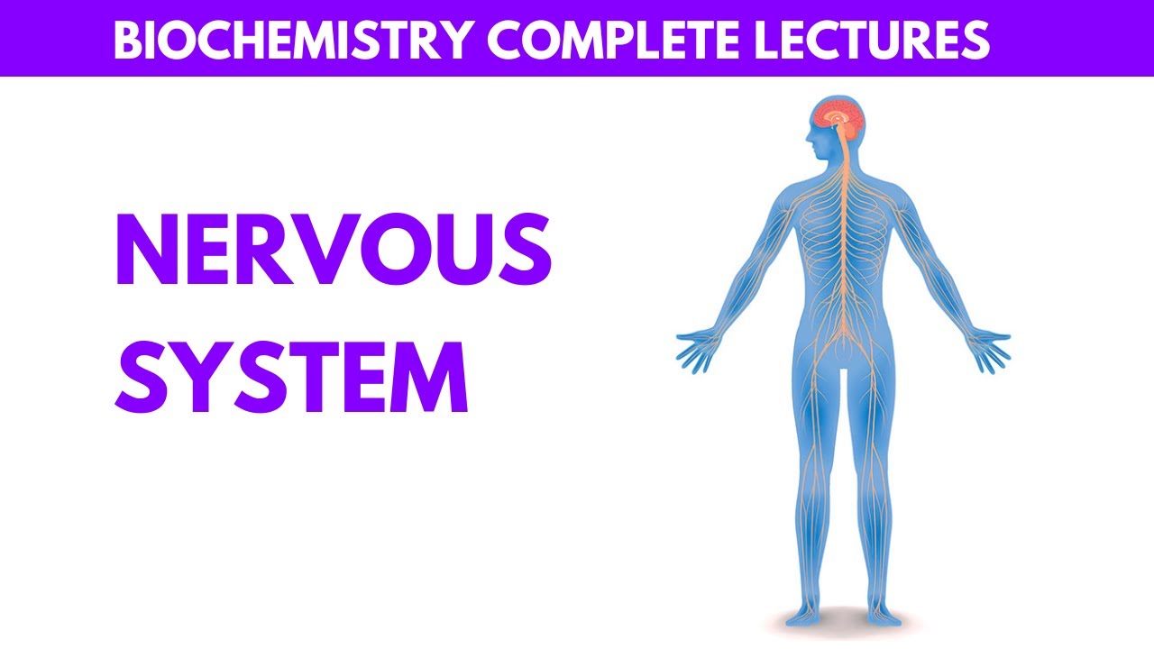 Human Nervous System | Complete lecture on Nervous System of Human Body ...