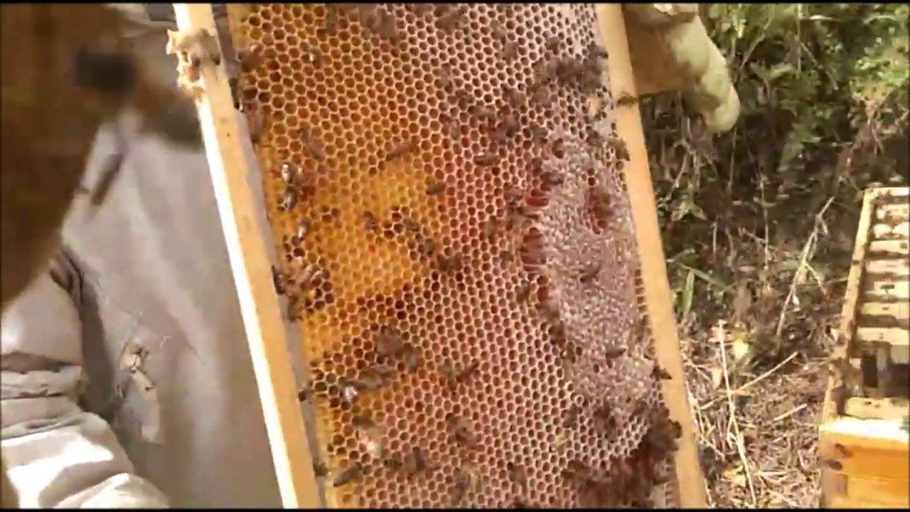Manejo de colmenas africanizadas en colombia - YouTube