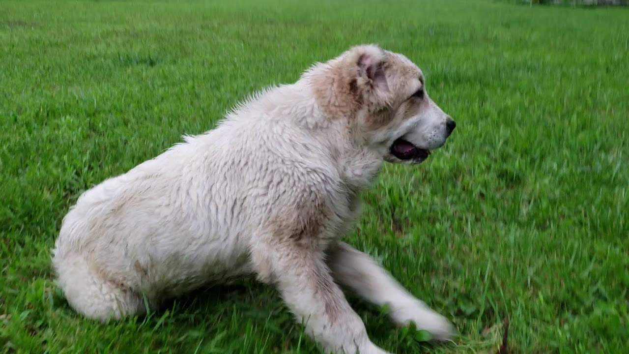 THE MALE ALABAI PUPPY SOLD (May 2019) - YouTube