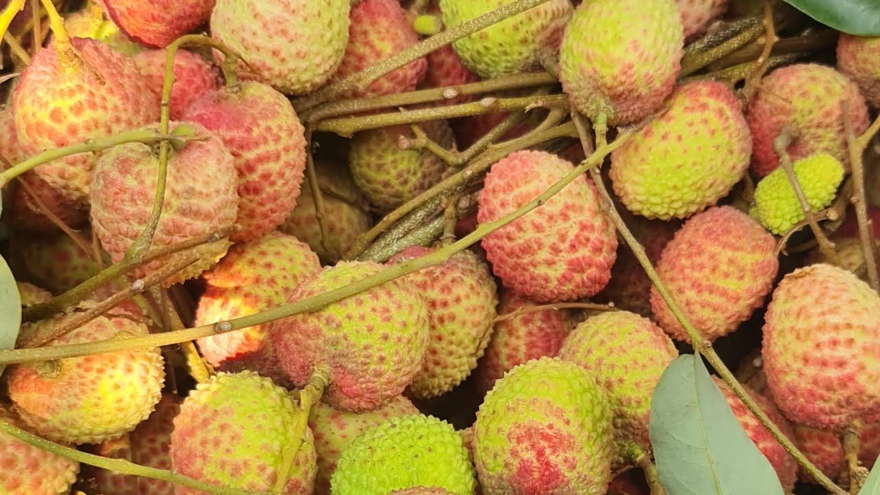 my famous seasonal fruits in Bihar Litchi #litchi #Bihar #seasonal # ...
