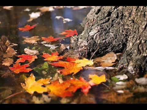 Payız geldi- Hüseyn Bakılı(bəstəkar: Emin Sabitoğlu)