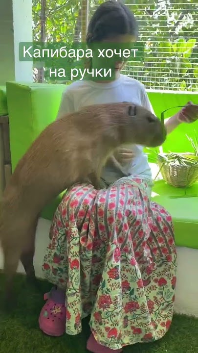 Капибара хочет на ручки. #capibara - YouTube