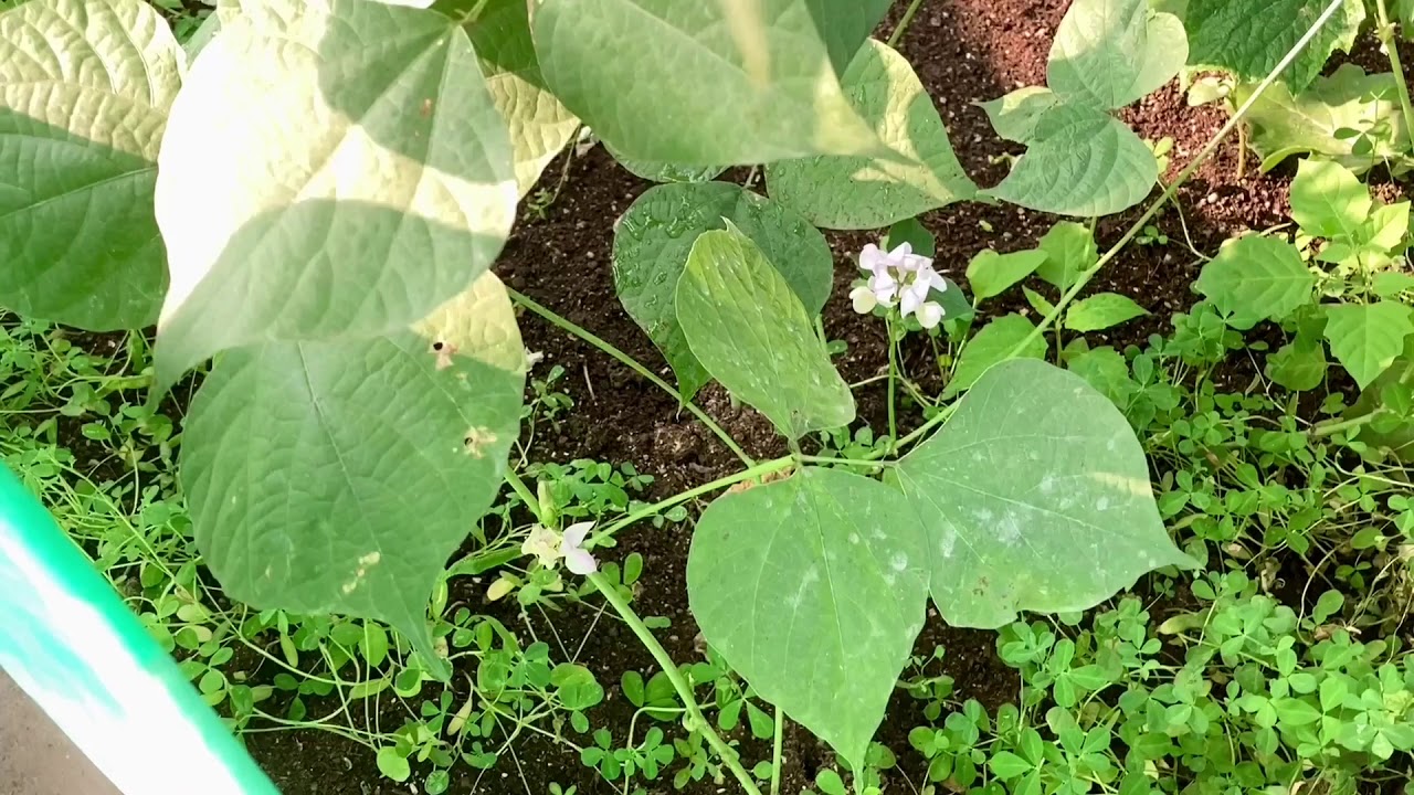 Organic Garrofon beans ( Phaseolus lunatus). - YouTube