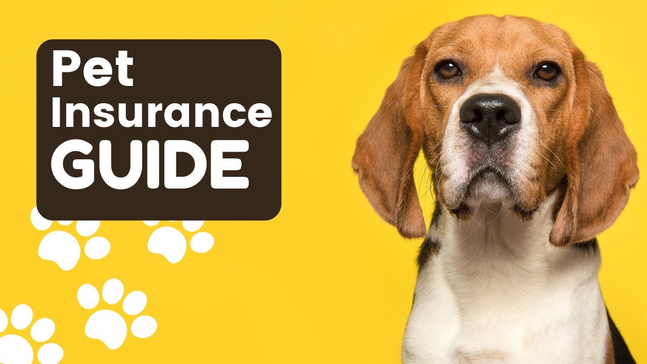 Pet Insurance Guide - YouTube