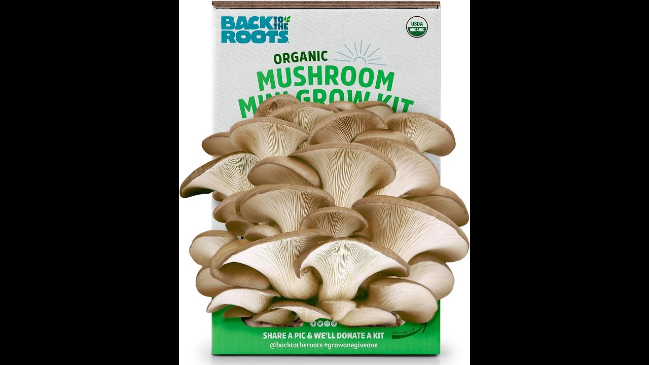 Mini Mushroom Grow Kit - Setup, Results, & Review | Grow mushrooms at ...