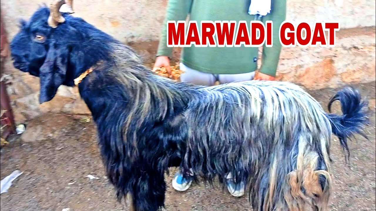 MARWARI GOAT BAKRA CHAINPURA BAKRA MANDI JAIPUR #deonarmandi # ...